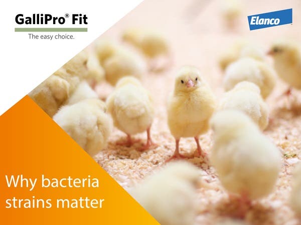 Bacterial strain selection for optimising poultry health