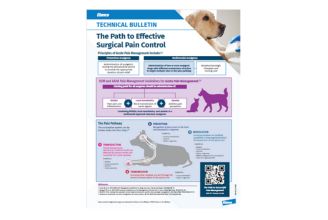 Zorbium® (Buprenorphine Transdermal Solution) for Cats