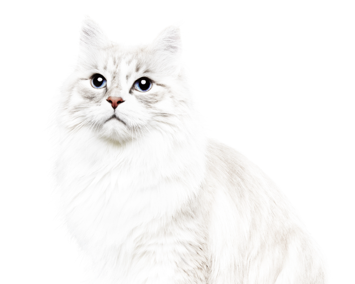 Bexacat™ (bexagliflozin tablets)