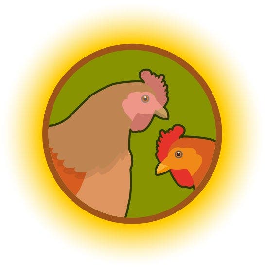 Complete Guide to Worming Chickens