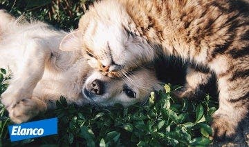 Elanco Animal Health - About Us