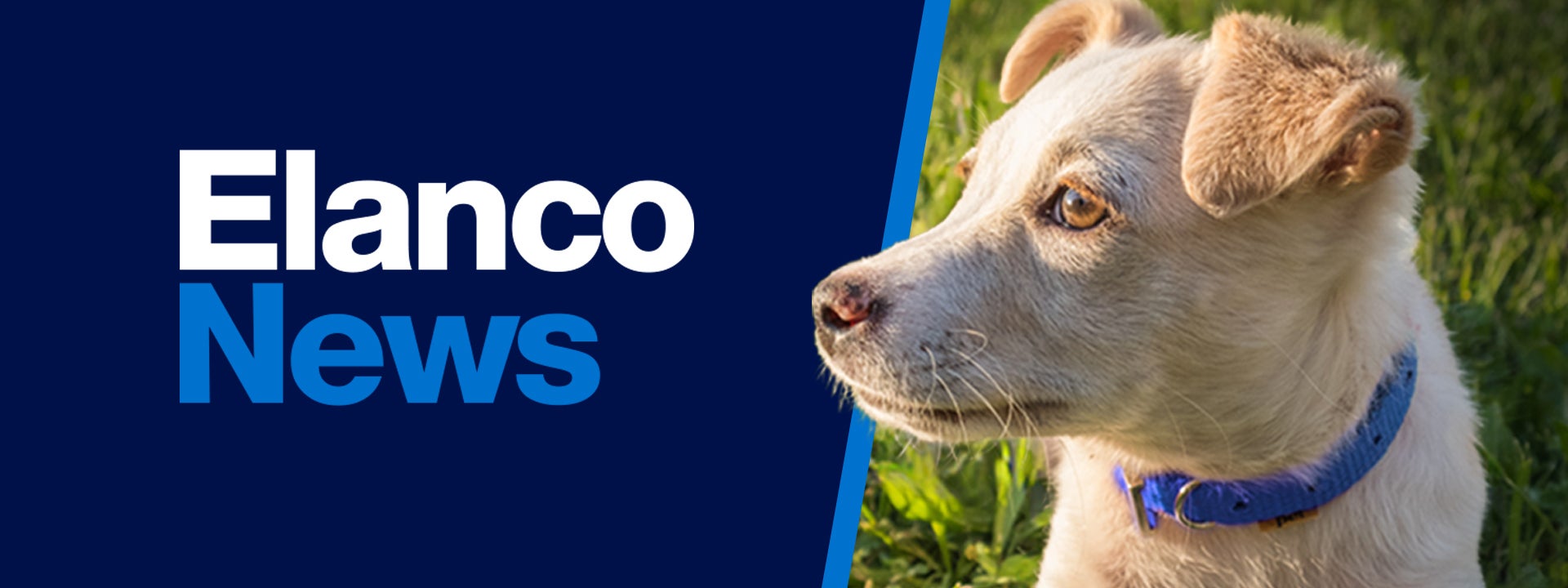 Elanco Announces USDA Approval of Trutect for Canine Parvovirus