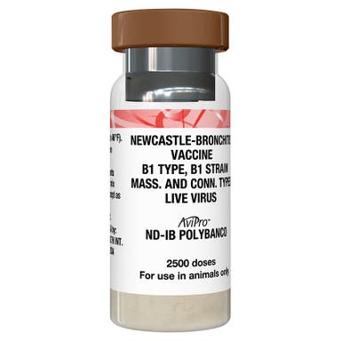 Respiratory Disease Control in Poultry | Elanco US