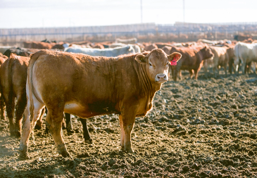 Sustainability | Elanco