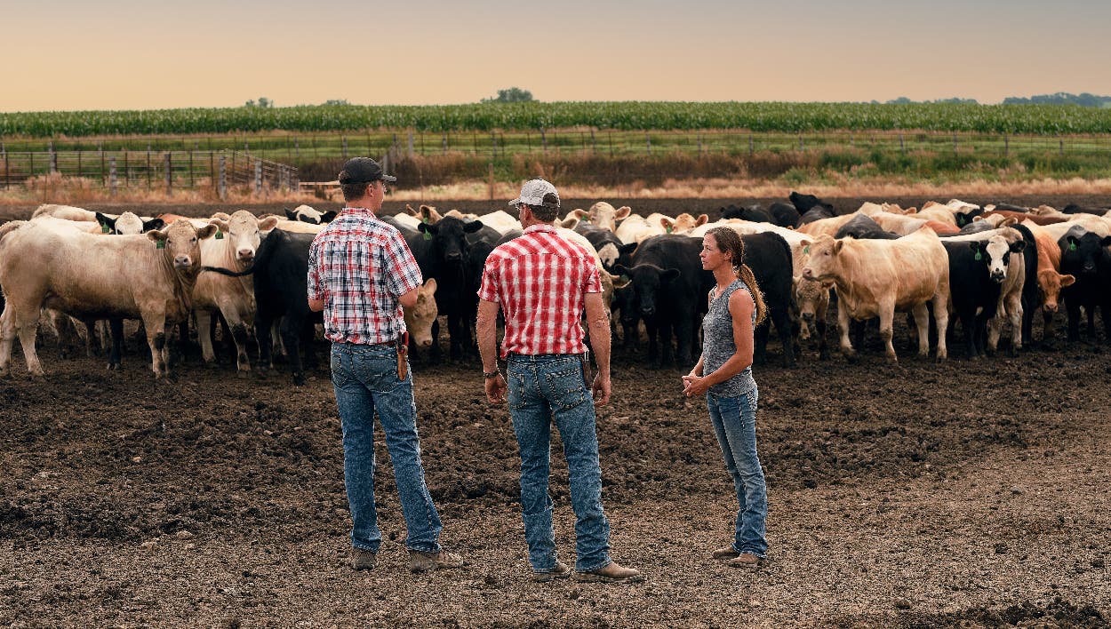 Elanco | Beef | Beef Production