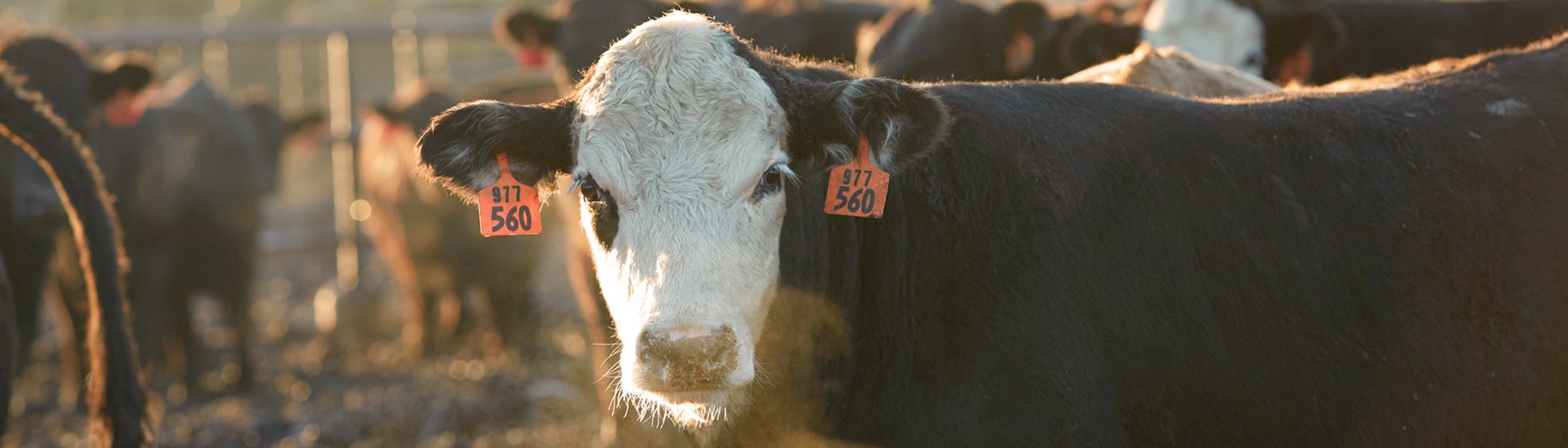 What Else is BRD in Your Cattle Herd Costing You?