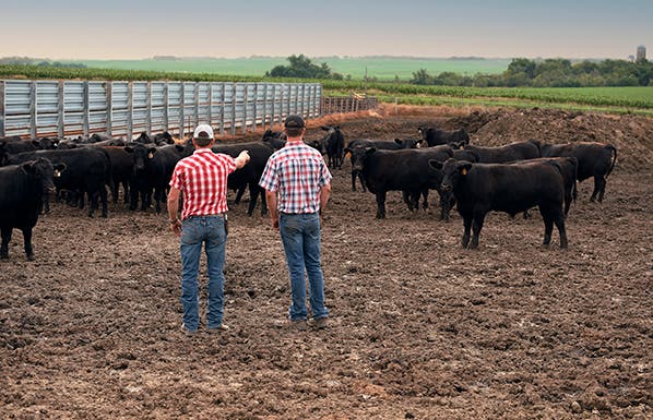 Improve Performance with Effective Fly Control for Cattle