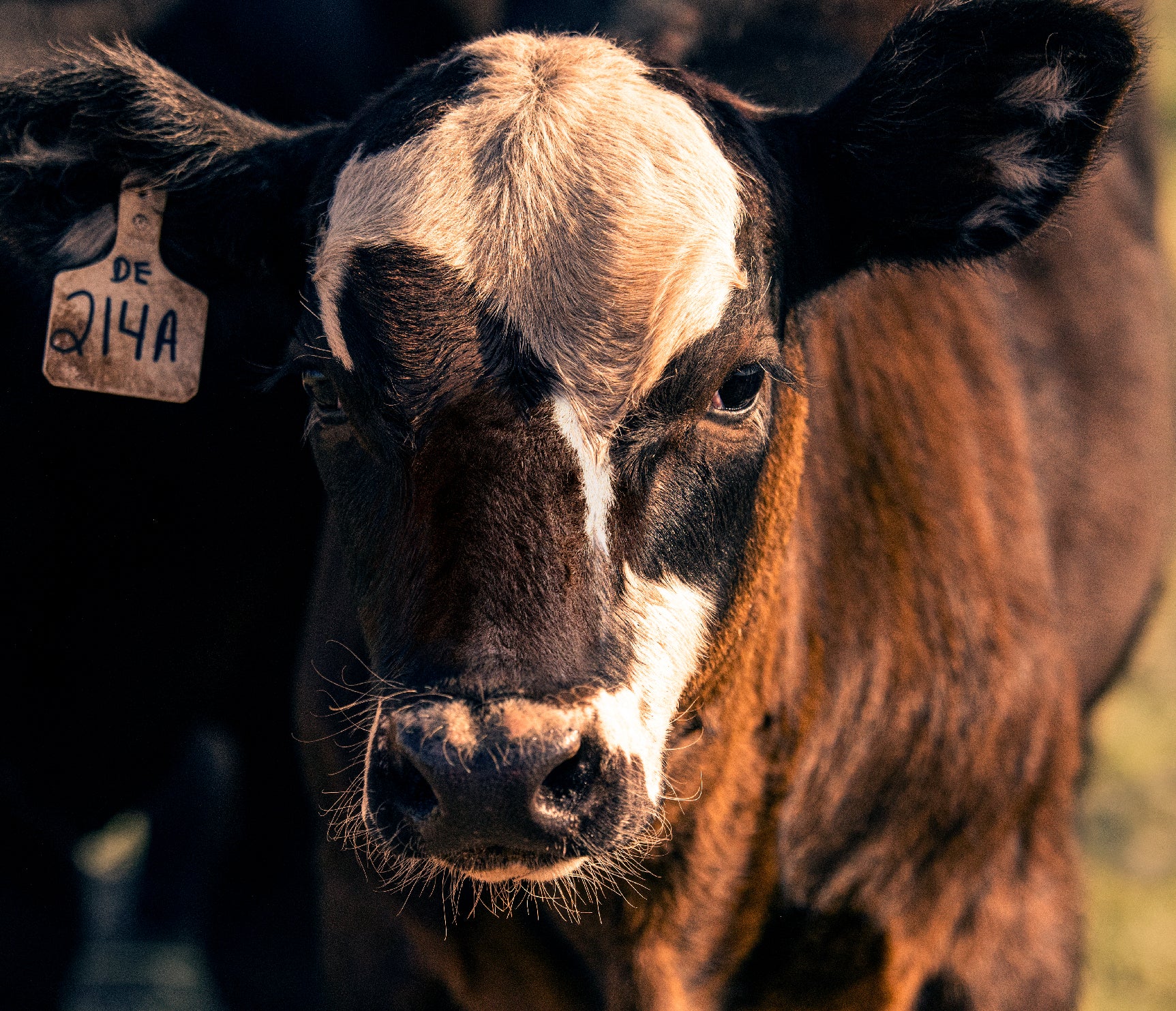 It’s time for a new approach to internal parasites in cattle