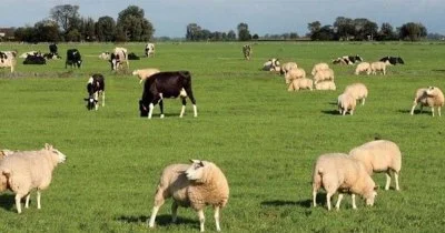 Healthy Sheep, Cattle and Dairy Cows with Elanco