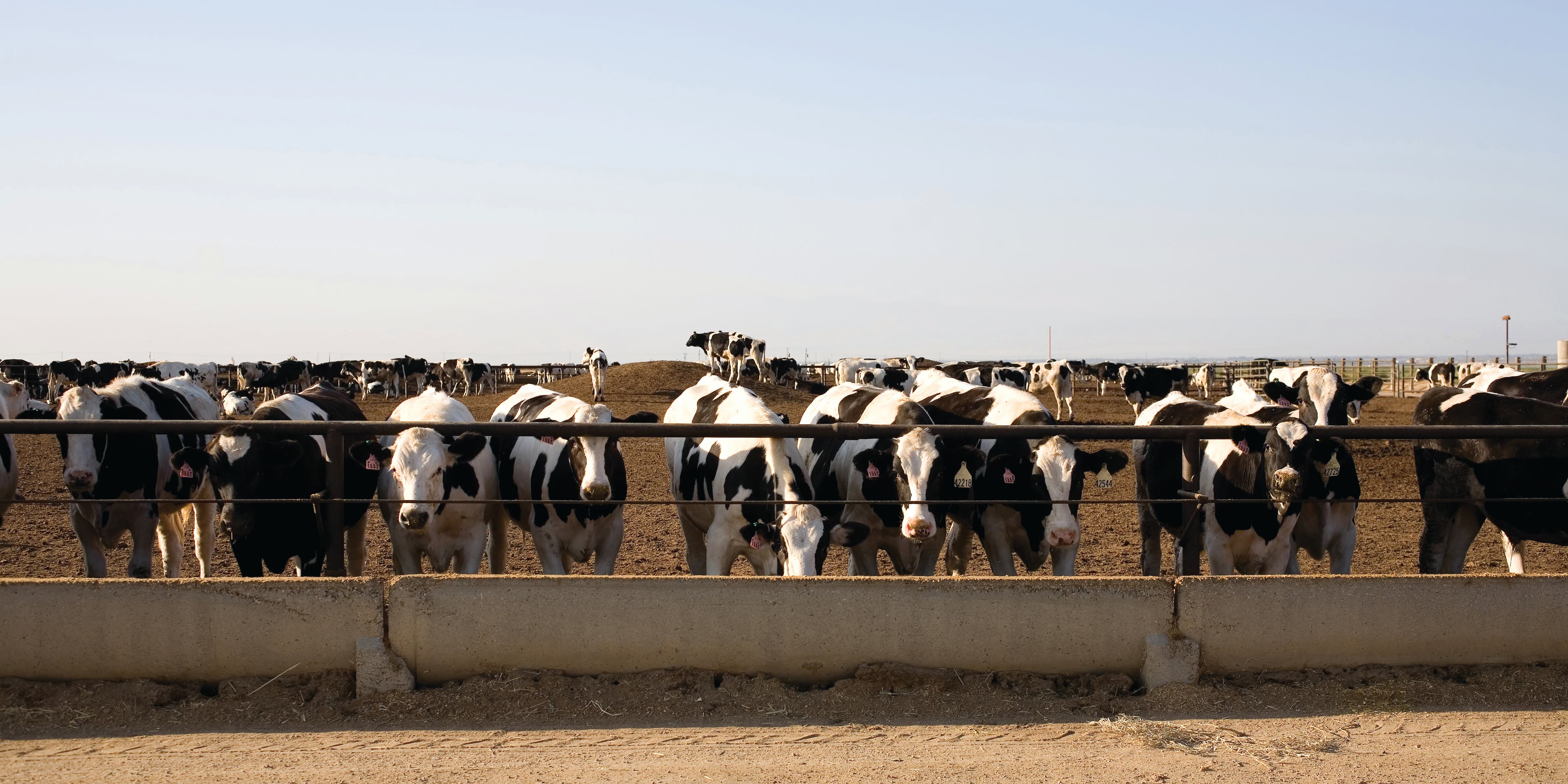 Encore® | Maximize Performance for Cattle Grazing Periods