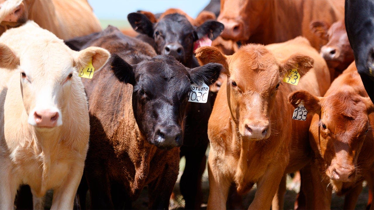 Clean-Up II Insecticide