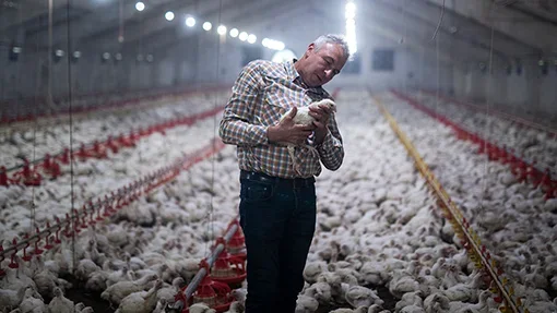 Poultry Health Management