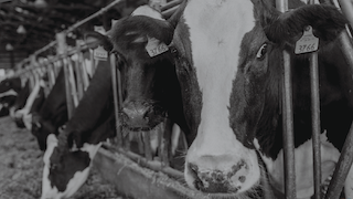 Rumensin | Dairy