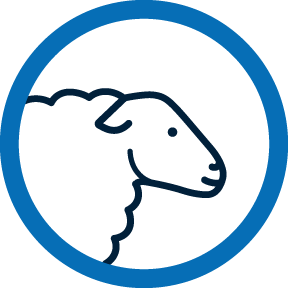 CLiK™ Spray-On for sheep | Elanco