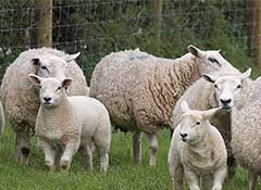 Information on sheep scab caused by mange mites and control