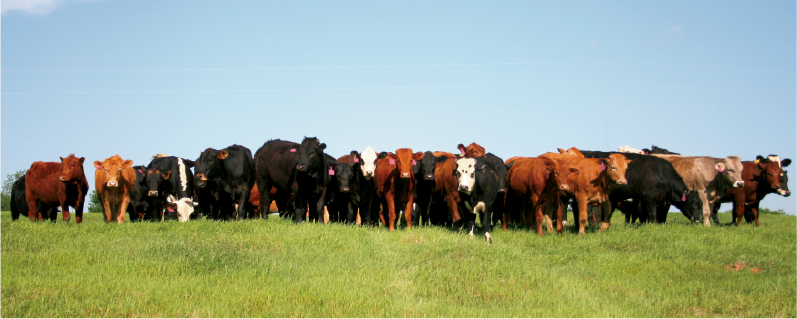 Clean-Up II Insecticide