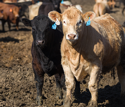 Beef product directory | Elanco Farm Animals