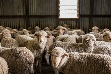 Blowfly Treatment for Sheep | Elanco CLiK™