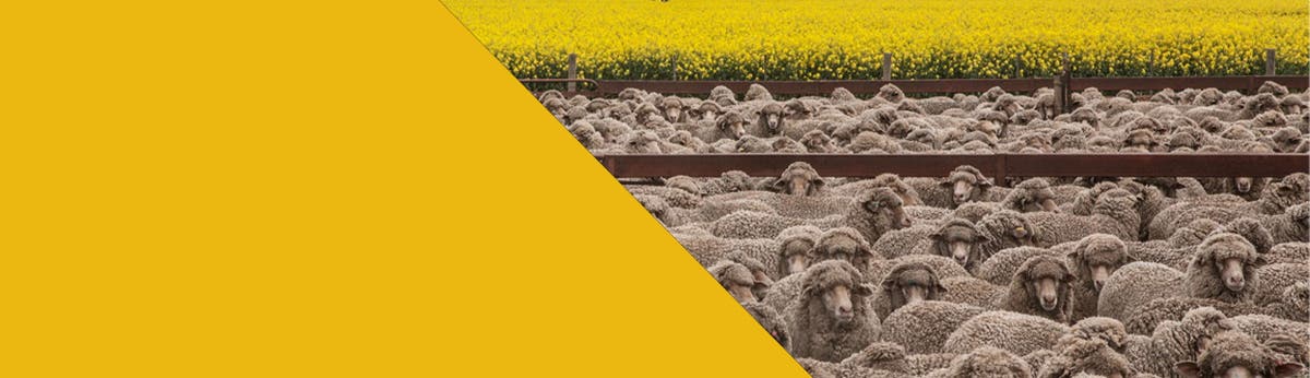 Blowfly Treatment for Sheep | Elanco CLiK™