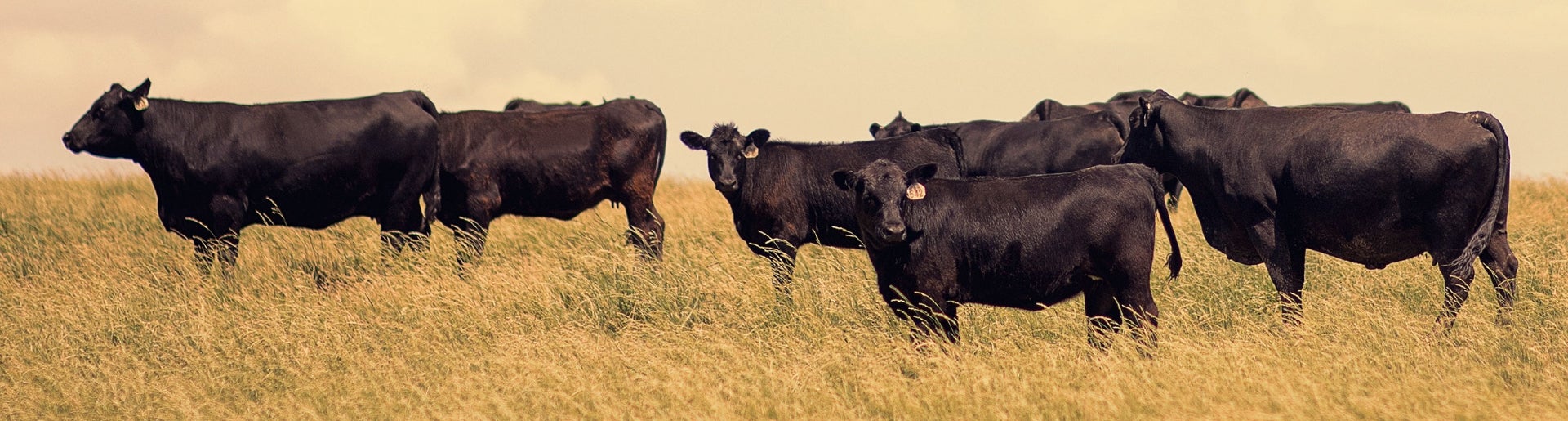 Elanco Cattle Vaccines | Help Keep Your Herds Healthy