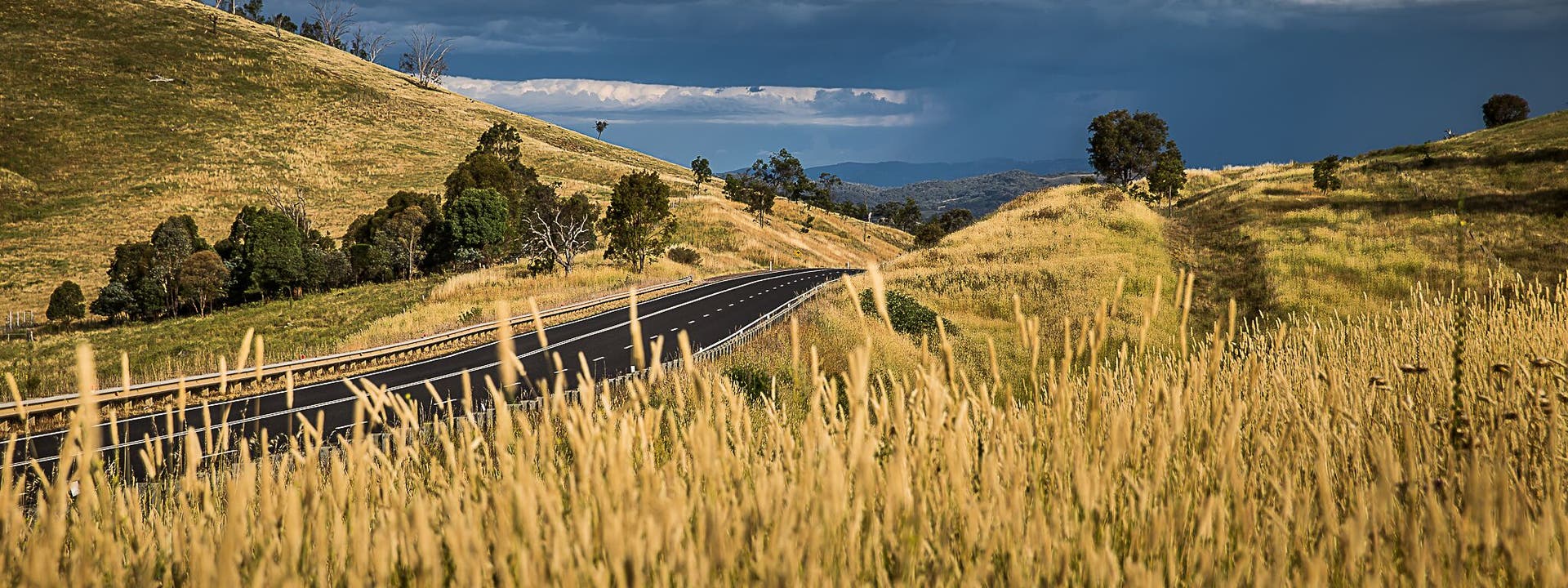 Elanco Representative | Elanco Farm Animals