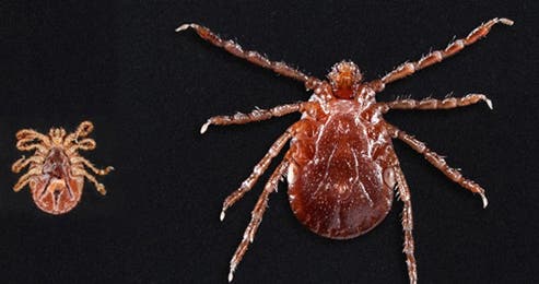 Asian Longhorned Ticks and Theileria: What You Need to Know