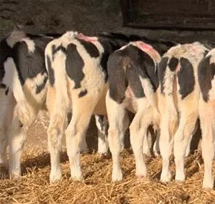 Cattle Housing Advice on Worms, Liver Fluke & Ectos