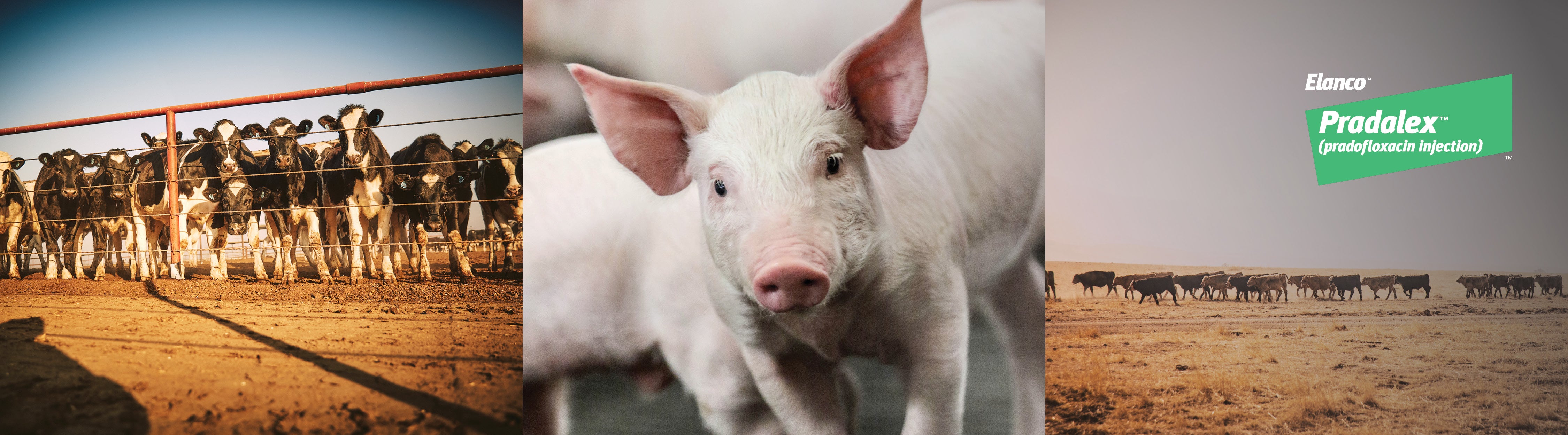 Pradalex Launch Campaign 2024