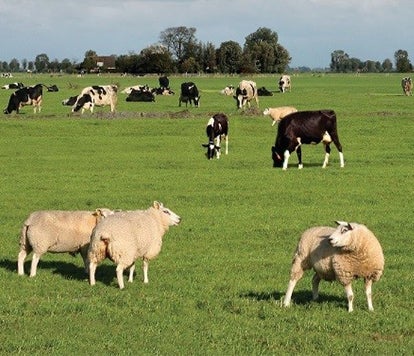Elanco Products for Treatment of Sheep, Cattle & Dairy