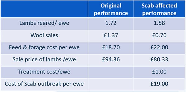 Information on sheep scab caused by mange mites and control