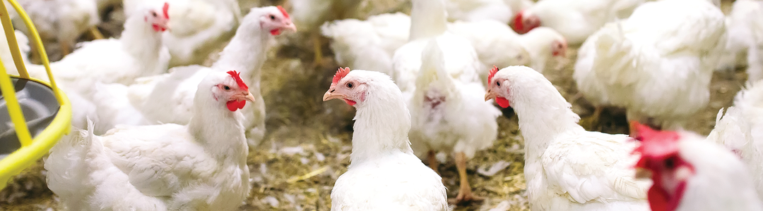 Products, Resources and Programs for Healthy Poultry