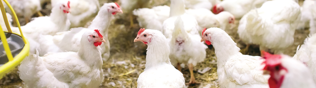 Products, Resources and Programs for Healthy Poultry