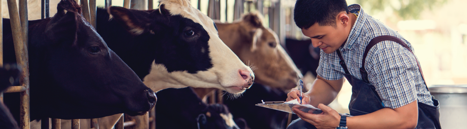 Products, Resources and Programs for Healthy Dairy Cattle