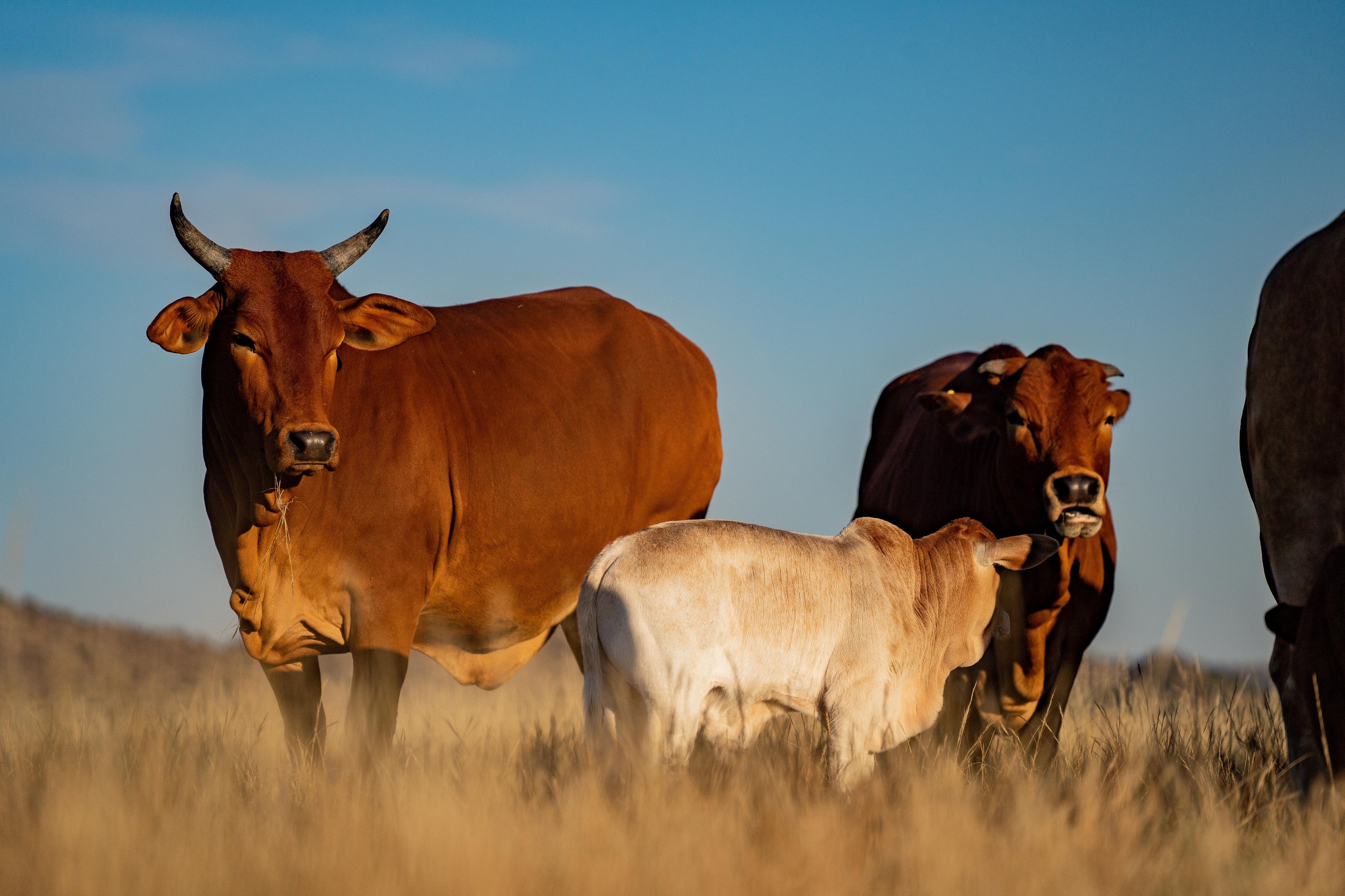 Beef product directory | Elanco Farm Animals