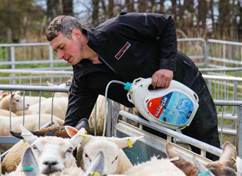 Importance of Preventing Blowfly Strike in Sheep