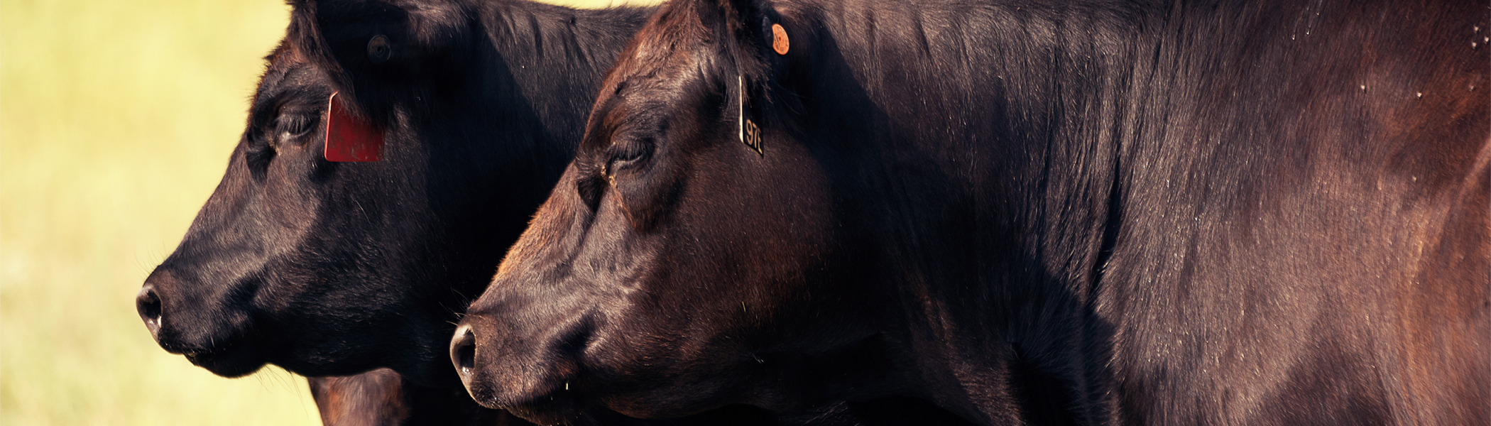 Improve Performance with Effective Fly Control for Cattle