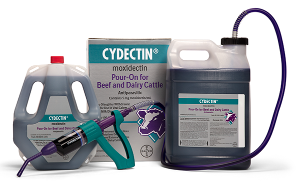 Tips for Combatting Winter Lice in Beef Cattle