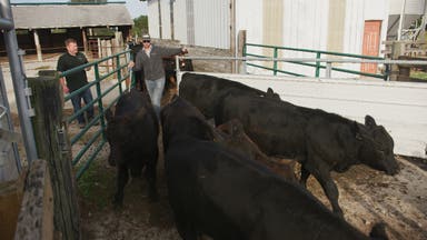 Elanco | Beef | Experior®