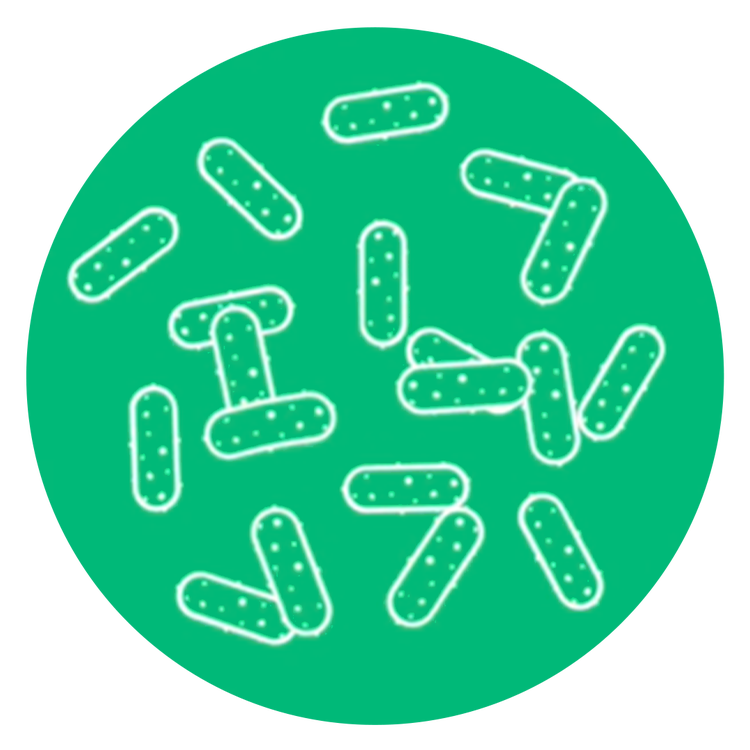 Pradalex (pradofloxacin injection) Beef Product Page