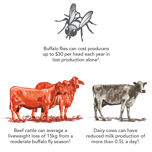 How to Control and Treat Buffalo Fly in Cattle | Elanco