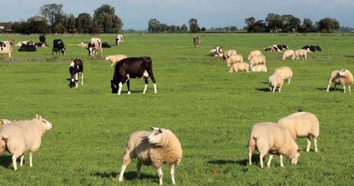 Webinars for Sheep, Cattle & Dairy Farmers on Diseases