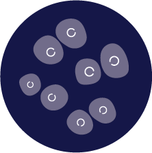 Pradalex (pradofloxacin injection)