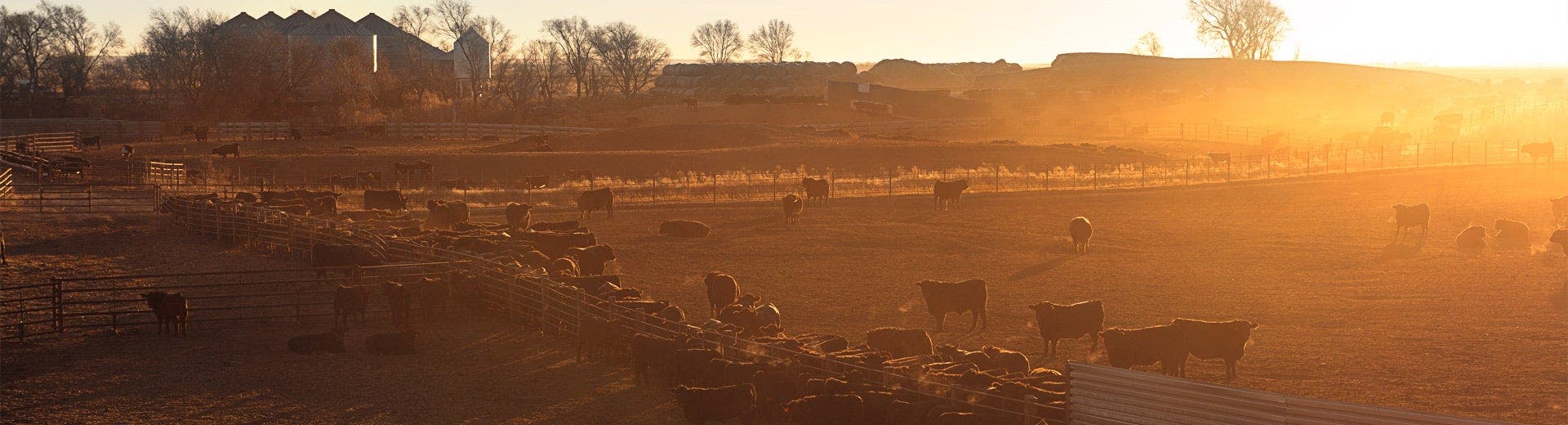 Farm Animal | Micotil (tilmicosin injection)