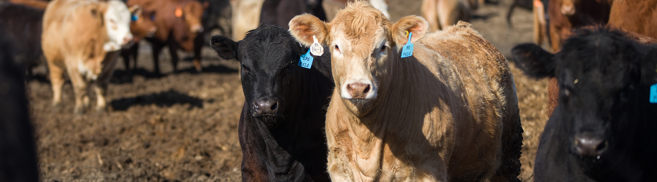 Products, Resources and Programs for Healthy Beef Cattle