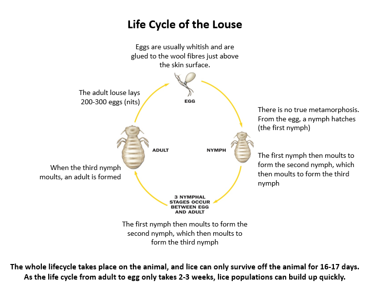 Information on lice in sheep and Elanco treatment products