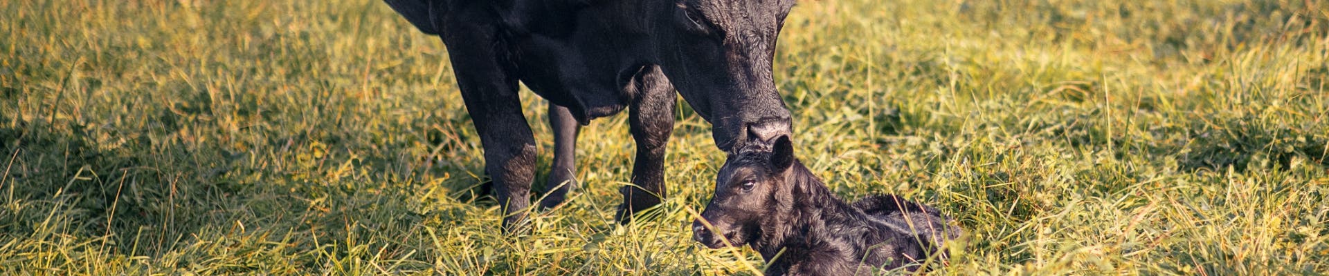 Scour Bos | Protection Against the Primary Causes of Scours