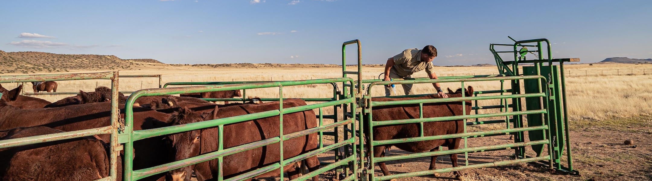 Tick Control and Management in Beef Cattle — Elanco
