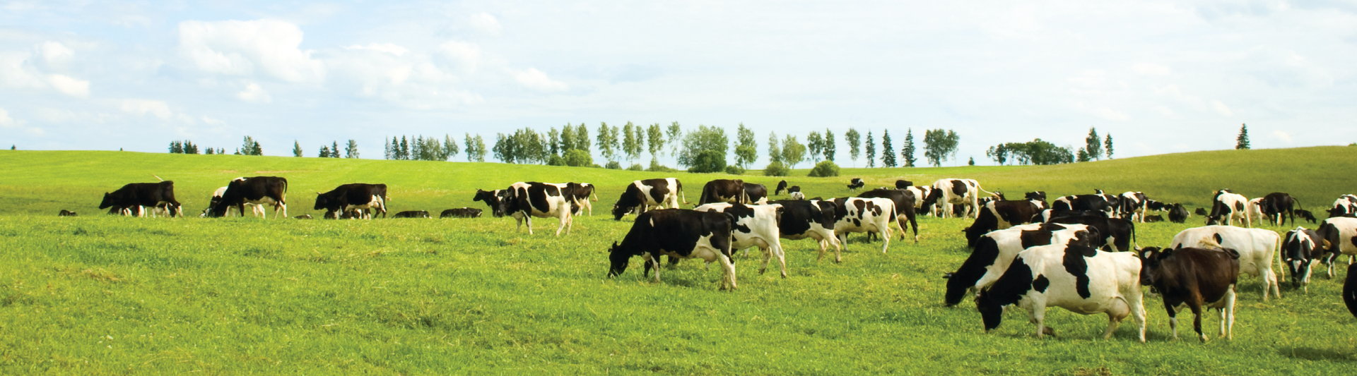 Productos, Servicios y Programas para Animales Saludables