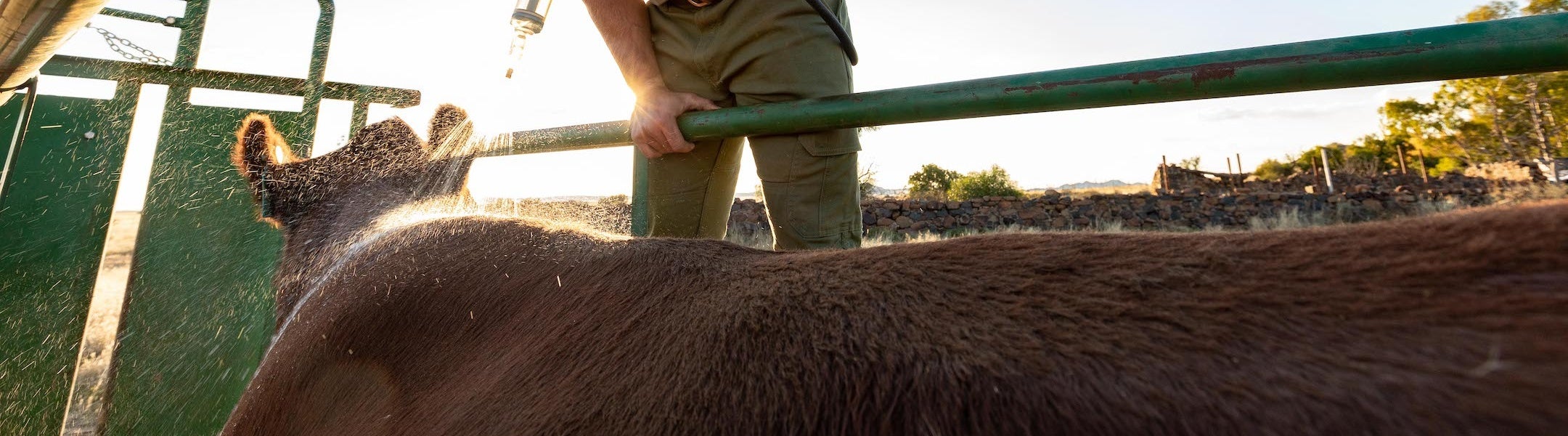 Cattle Ectoparasites | Elanco