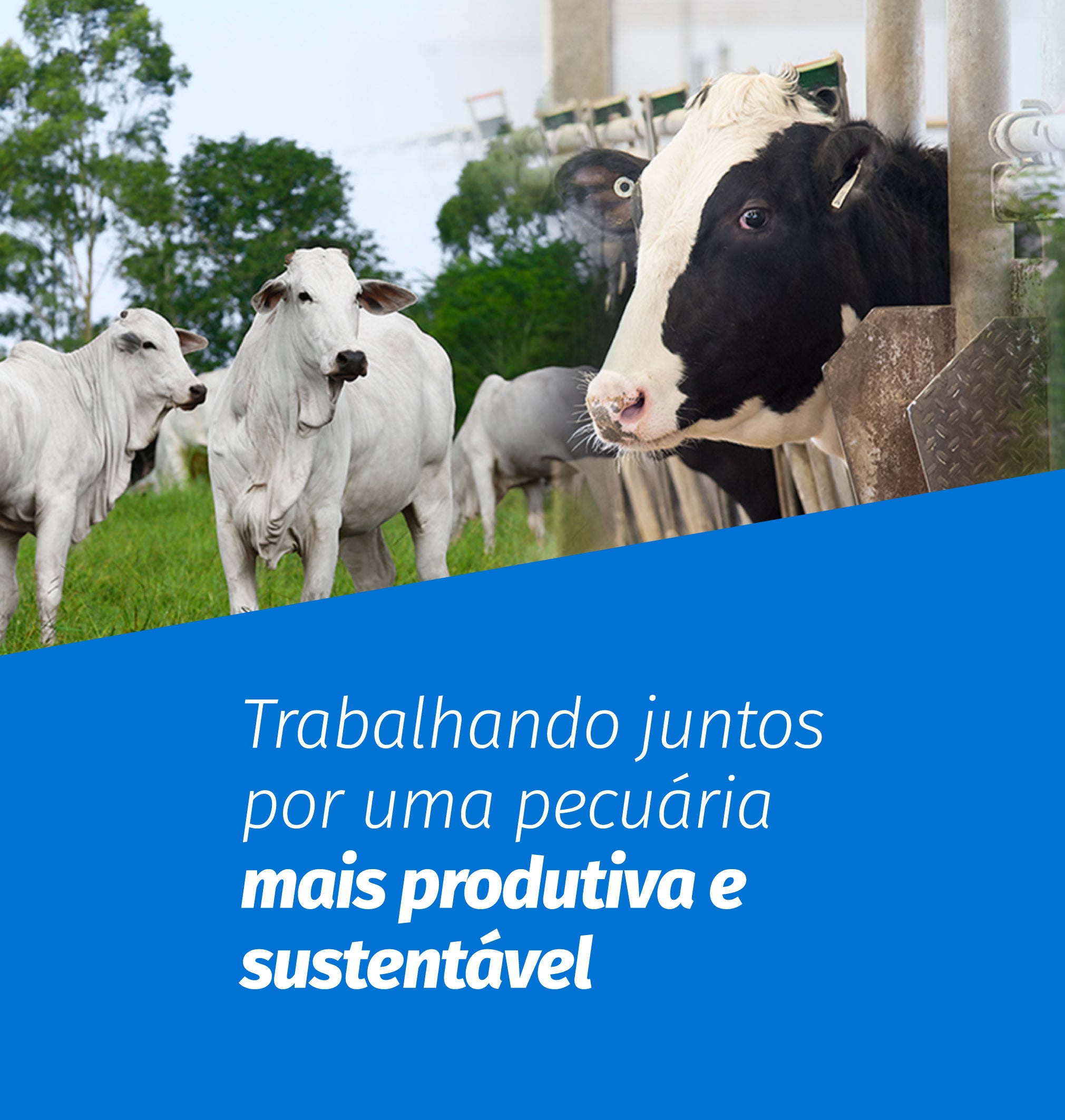 Produtos para Bovinos — Elanco Saúde Animal Brasil